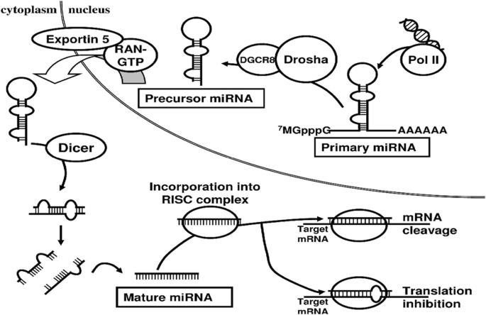 The Epigenome | SpringerLink