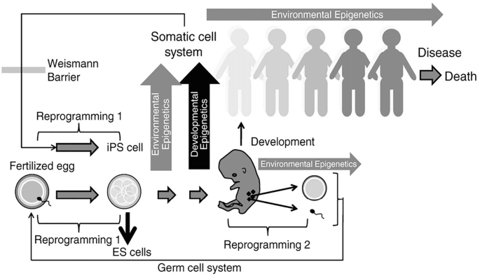 Reprogramming | SpringerLink