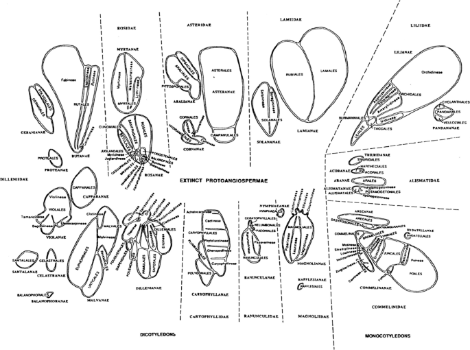 Phylogenetic/Evolutionary Classification Systems. II. American and ...