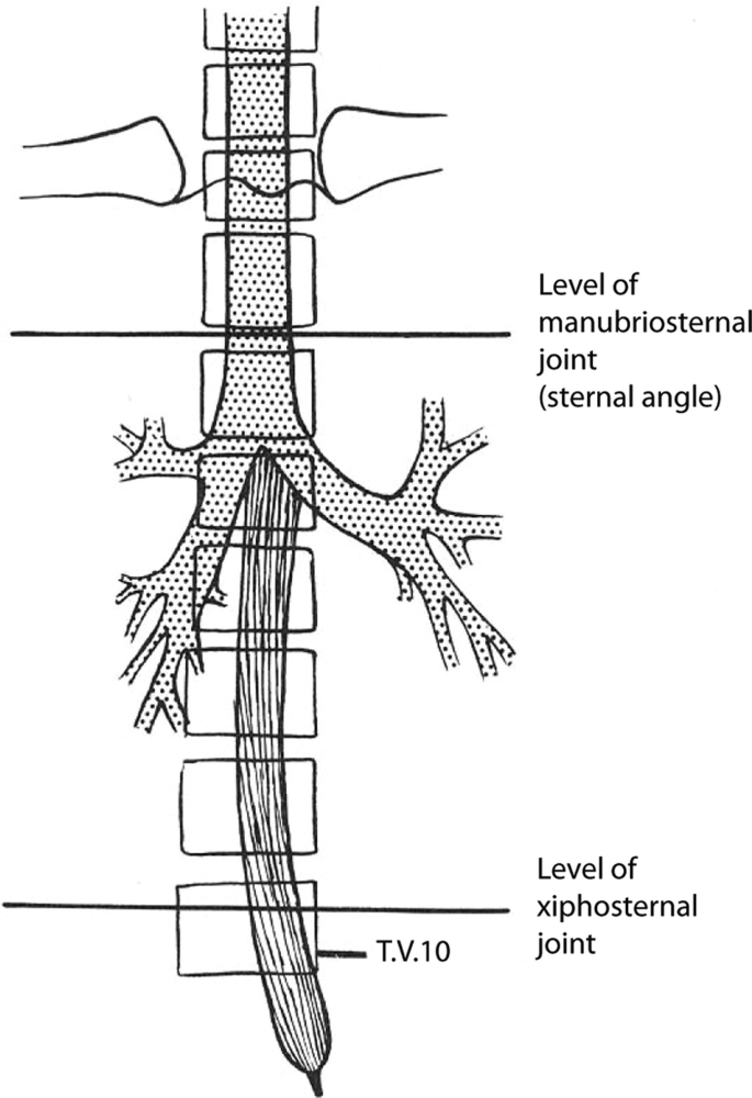 Airway Anatomy | SpringerLink