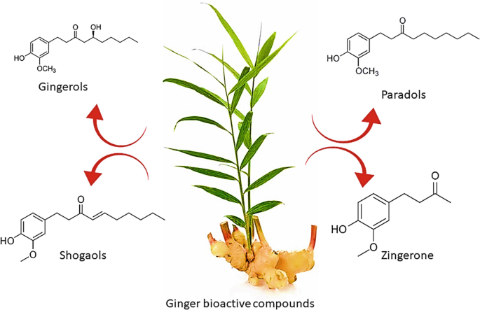 Bioactive Phytochemicals from Ginger (Zingiber officinale) By-products ...