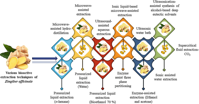 Bioactive Phytochemicals from Ginger (Zingiber officinale) By-products | SpringerLink