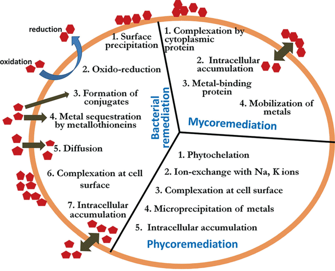Overview of Advancements in Bioremediation Techniques | SpringerLink