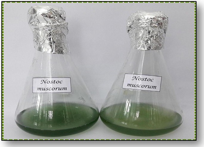 Secondary Metabolites of Cyanobacteria: A Focus on Nostoc Culture and ...