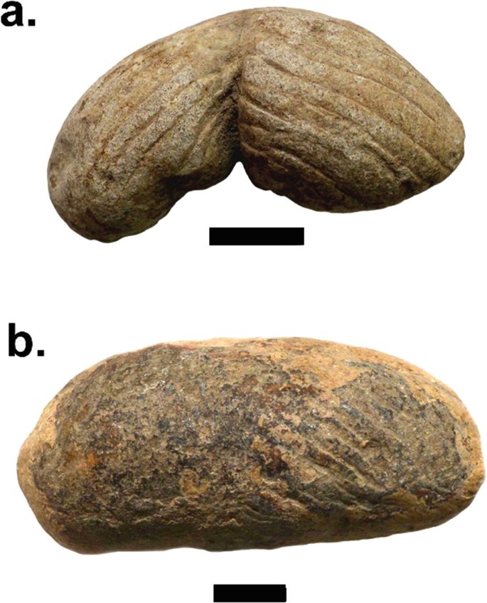 Coprolites: Geological Signatures of Dietary Habits of Pre-historic ...