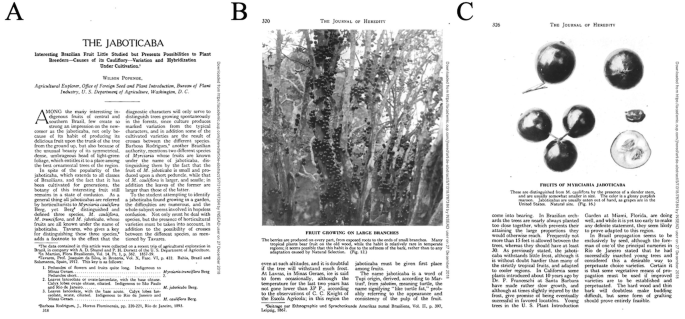 History, Occurrence, and Uses of the Jaboticaba Tree and Berry ...