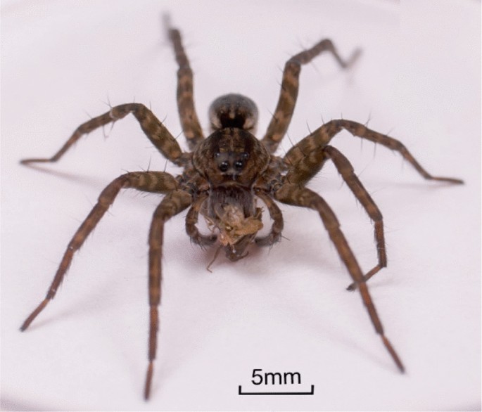 RNAi in Chelicerata, Spider, and Mites: Meta-Analysis and Current ...