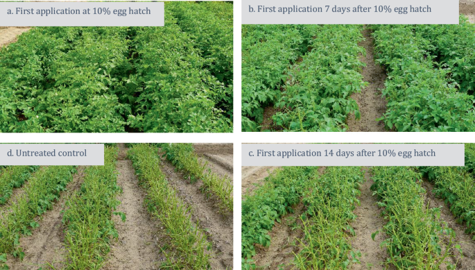 Calantha™: the First Commercialized Sprayable DsRNA Product for Insect ...