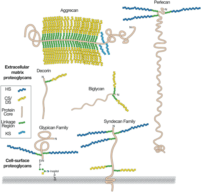 Contribution of Proteoglycans to the Multiscale Structure and Function ...