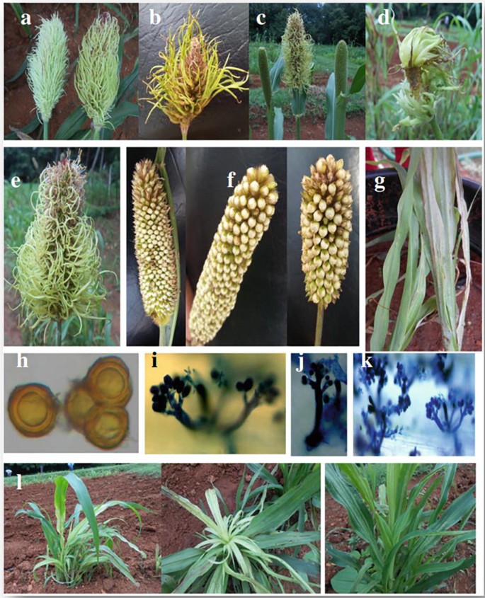 Sclerospora | SpringerLink
