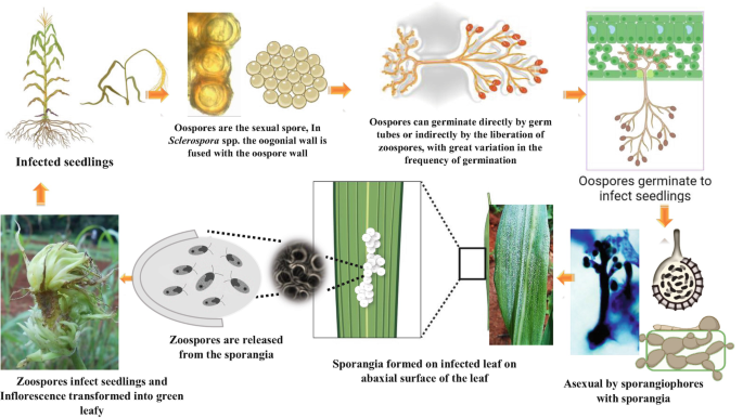 Sclerospora | SpringerLink