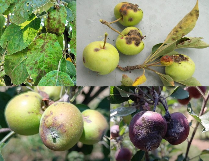 Venturia | SpringerLink