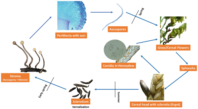 Claviceps | SpringerLink