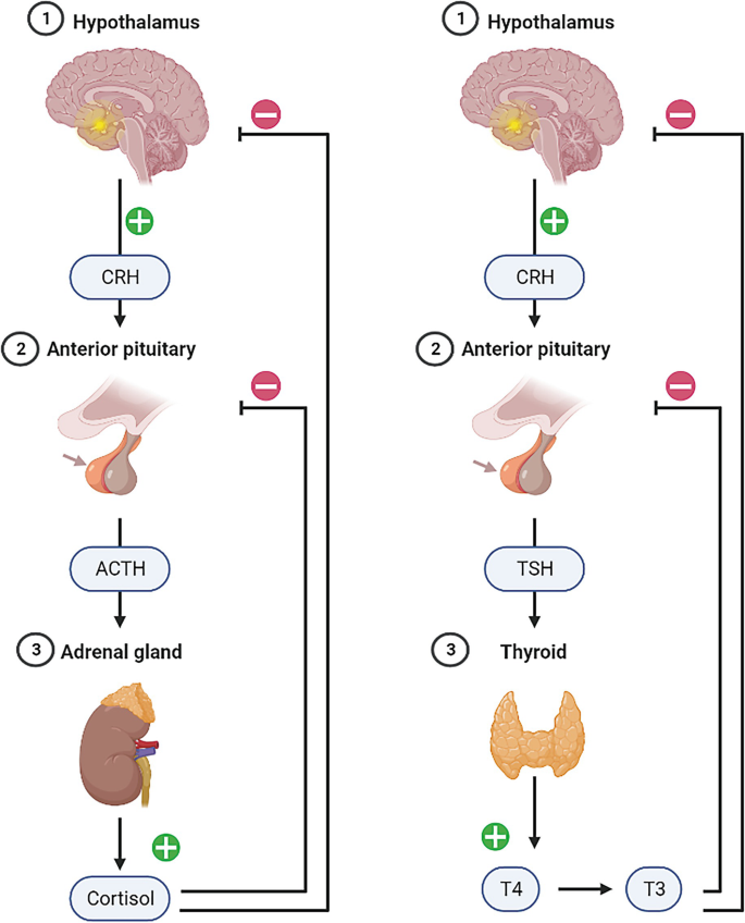 The Common Biological and Social Bases for Physical and Mental ...