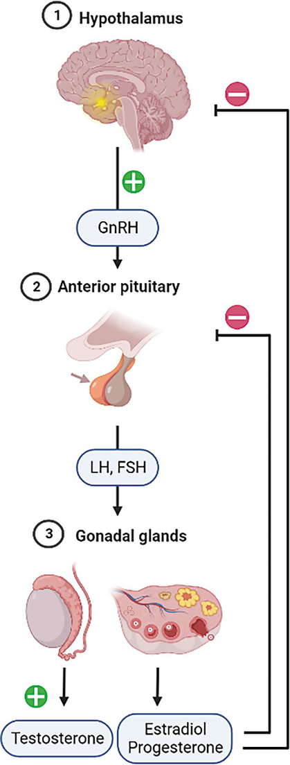 The Common Biological and Social Bases for Physical and Mental ...