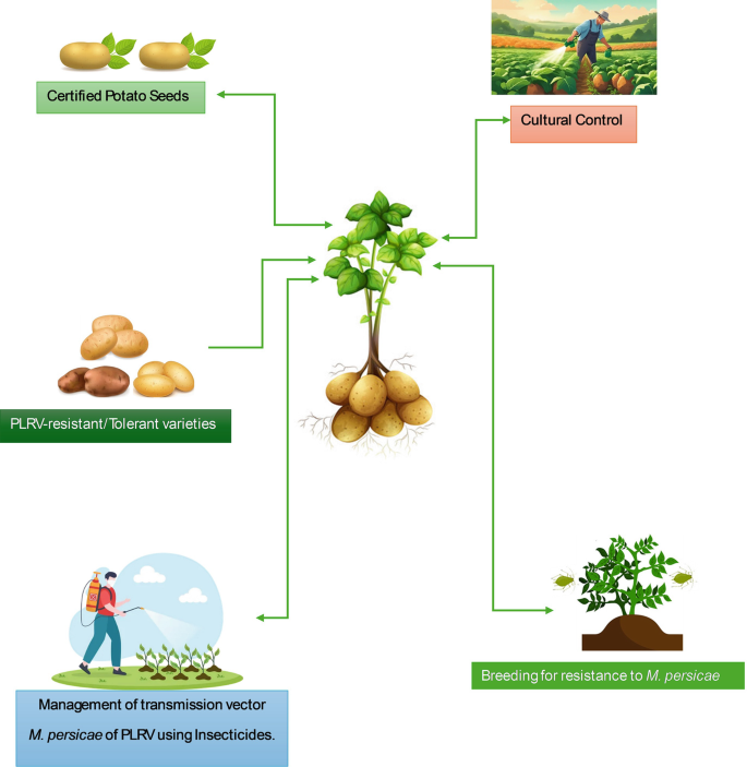 Potato Leafroll Virus | SpringerLink