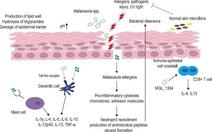 Microbiome in Patients with Atopic Dermatitis | SpringerLink