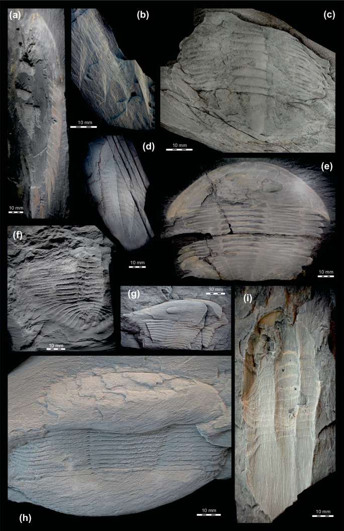 Relation Between Saxothuringian and Bohemian Trilobites Through the ...