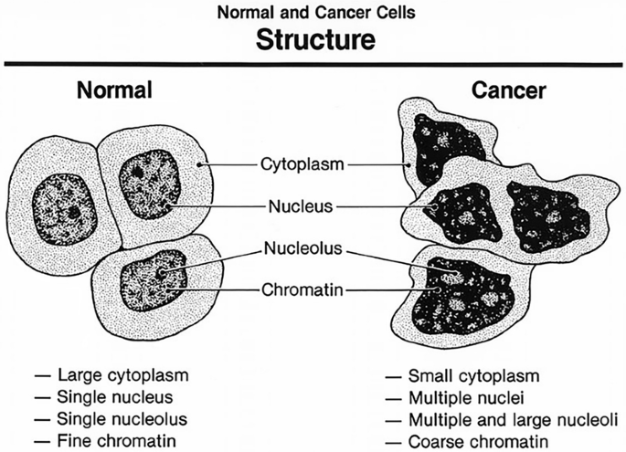 Cancer | SpringerLink