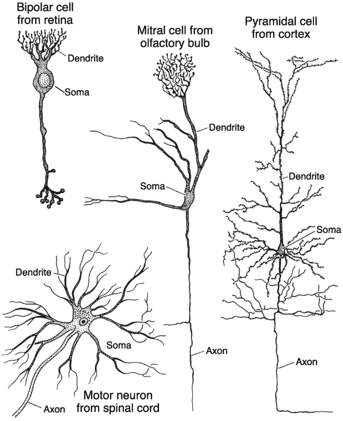 Passive Electrical Flow in Neurons | Springer Nature Link