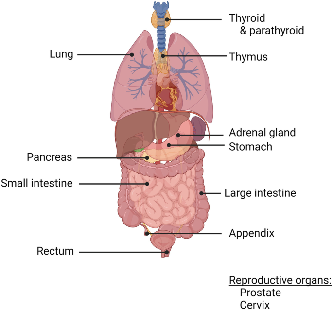 The Genetic Basis of Neuroendocrine Neoplasms | Springer Nature Link