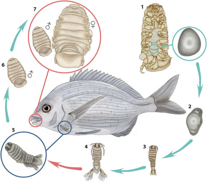 Biology and Life Cycles of Parasitic Arthropoda Infesting Aquatic Hosts ...