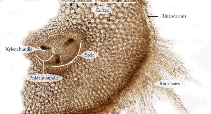 The Tissue Structure of Plant Organs | SpringerLink