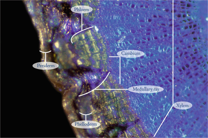 The Tissue Structure of Plant Organs | SpringerLink
