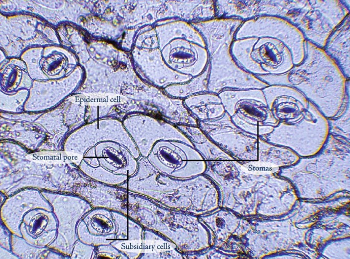 Examination of Plant Cells and Cell Organelles | SpringerLink