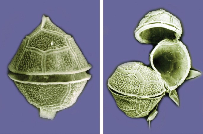 Algae | SpringerLink