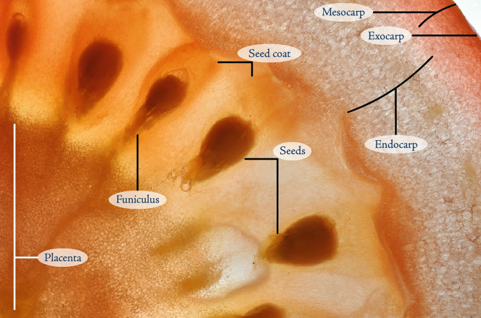 Fruit Examination | SpringerLink