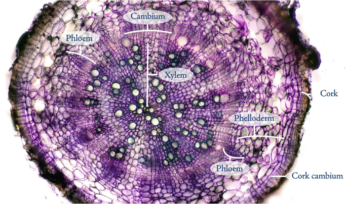 Plant Tissues | SpringerLink