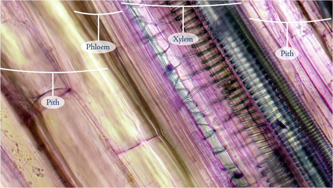 Plant Tissues | SpringerLink