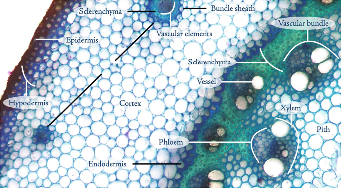Plant Tissues | SpringerLink
