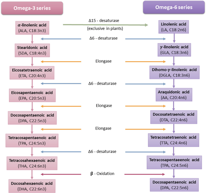 Effects of Omega-3 Fatty Acids on Metabolic Syndrome and Fatty Liver ...