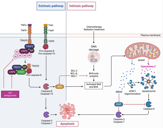 Mechanism of Action and Potential Use of SMAC Mimetics in Head and Neck ...