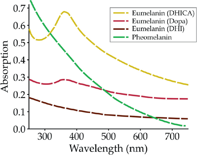 Understanding the Melanin Spectra and Photophysics | SpringerLink
