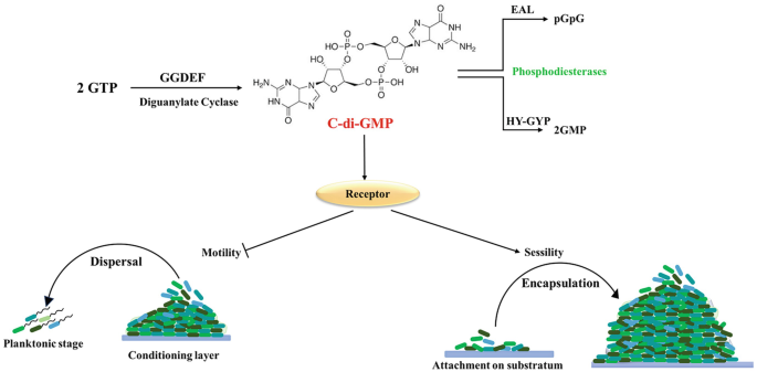 The Enigmatic World of Biofilm | SpringerLink