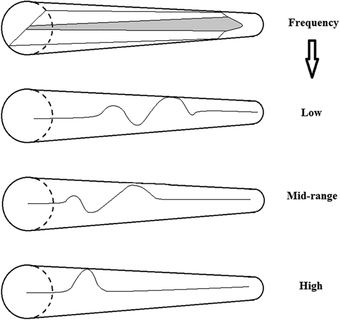 Physical and Biological Bases of Hearing | SpringerLink