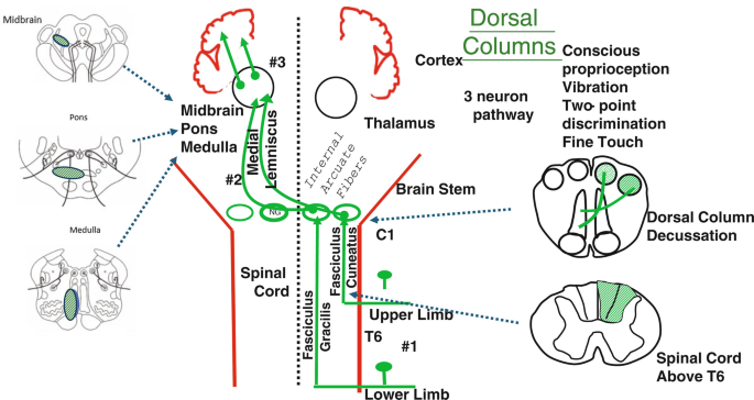 The Three Long Tracts in the Spinal Cord | SpringerLink