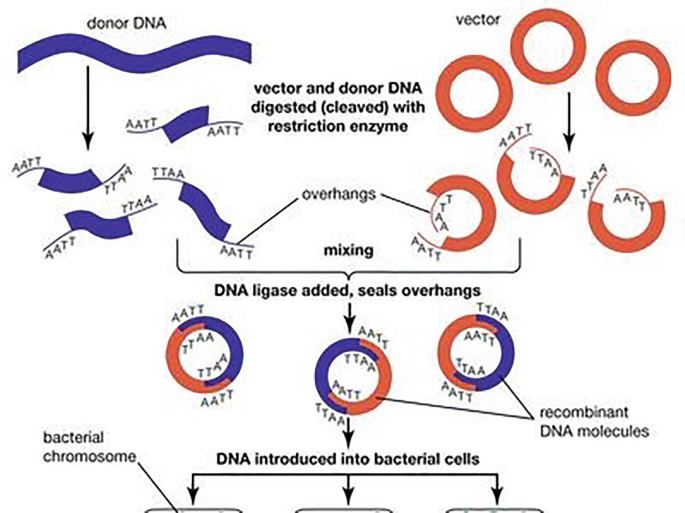 Genetic Modification and Biotechnology | SpringerLink