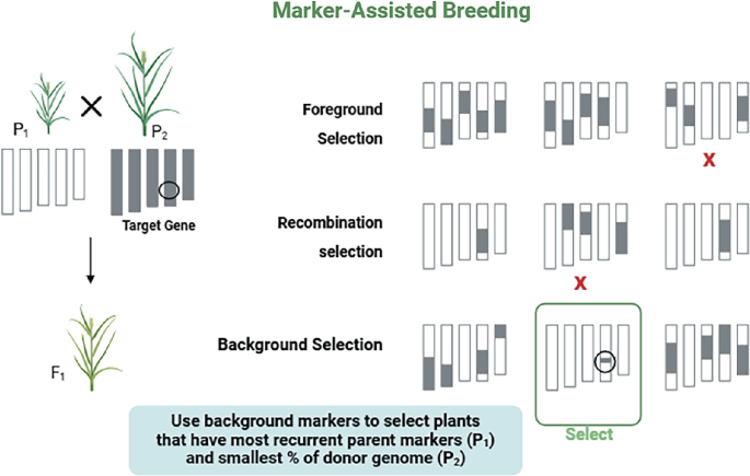 Application of Molecular Markers in Genetic Improvement of Crop Plants ...