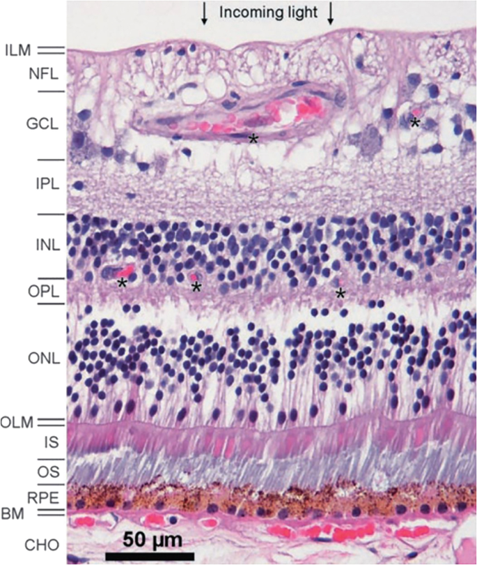 Anatomy and Physiology of the Human Eye | Springer Nature Link