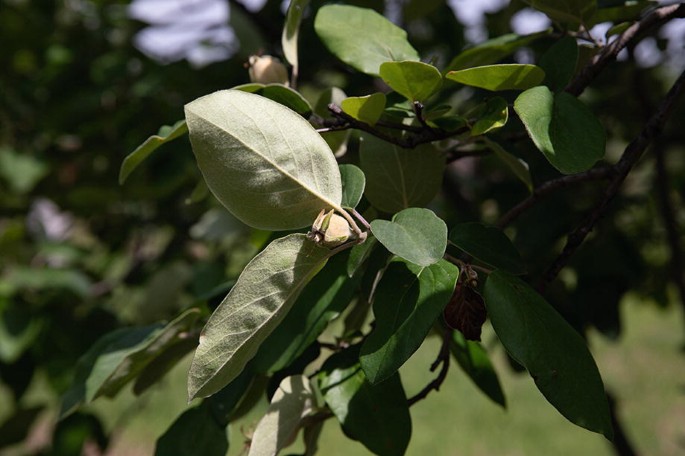 Cydonia oblonga L. Rosaceae | SpringerLink