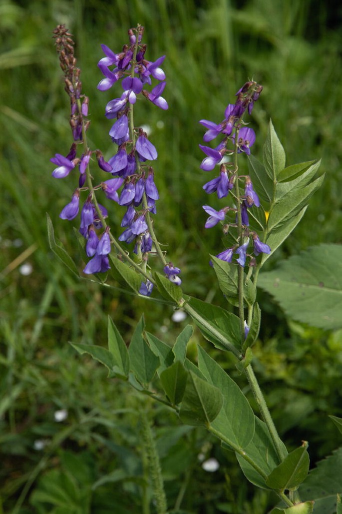 Galega officinalis L. Fabaceae | SpringerLink