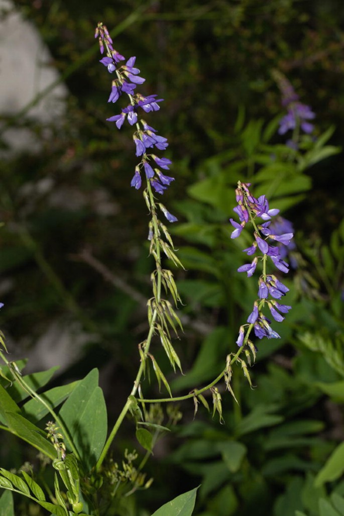 Galega officinalis L. Fabaceae | SpringerLink