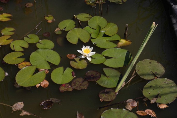 Nymphaea alba L. Nymphaeaceae | SpringerLink