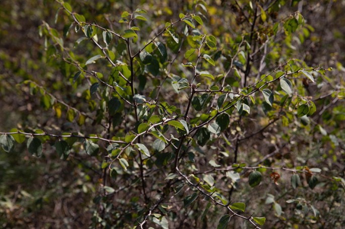 Paliurus spina-christi Mill. Rhamnaceae | Springer Nature Link