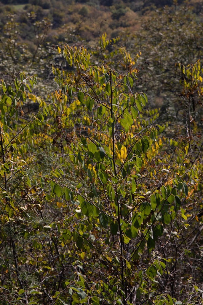 Paliurus spina-christi Mill. Rhamnaceae | Springer Nature Link