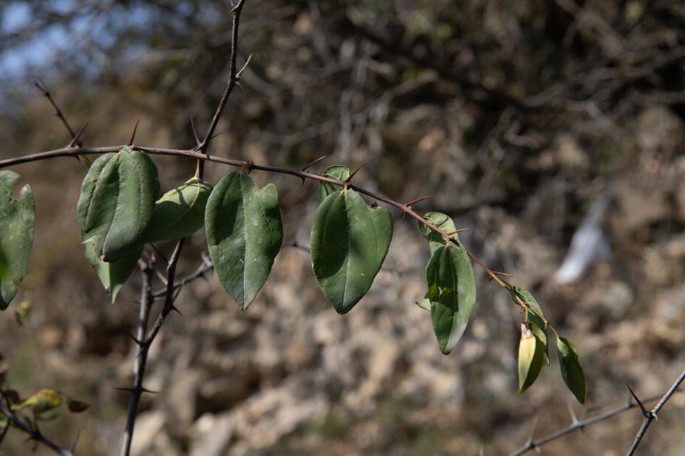 Paliurus spina-christi Mill. Rhamnaceae | Springer Nature Link